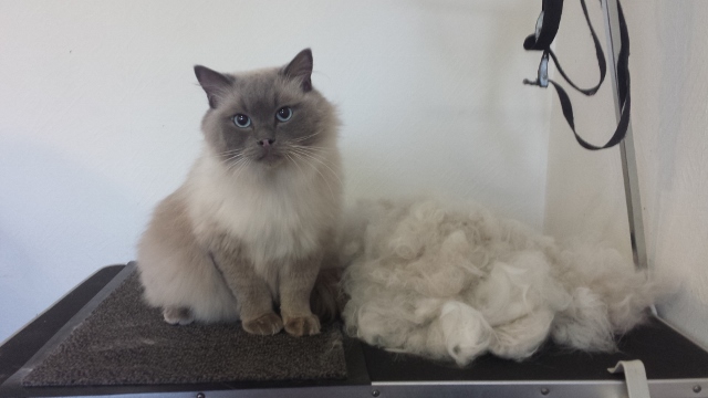Kat trimmen - Kattentrimsalon Willemijn